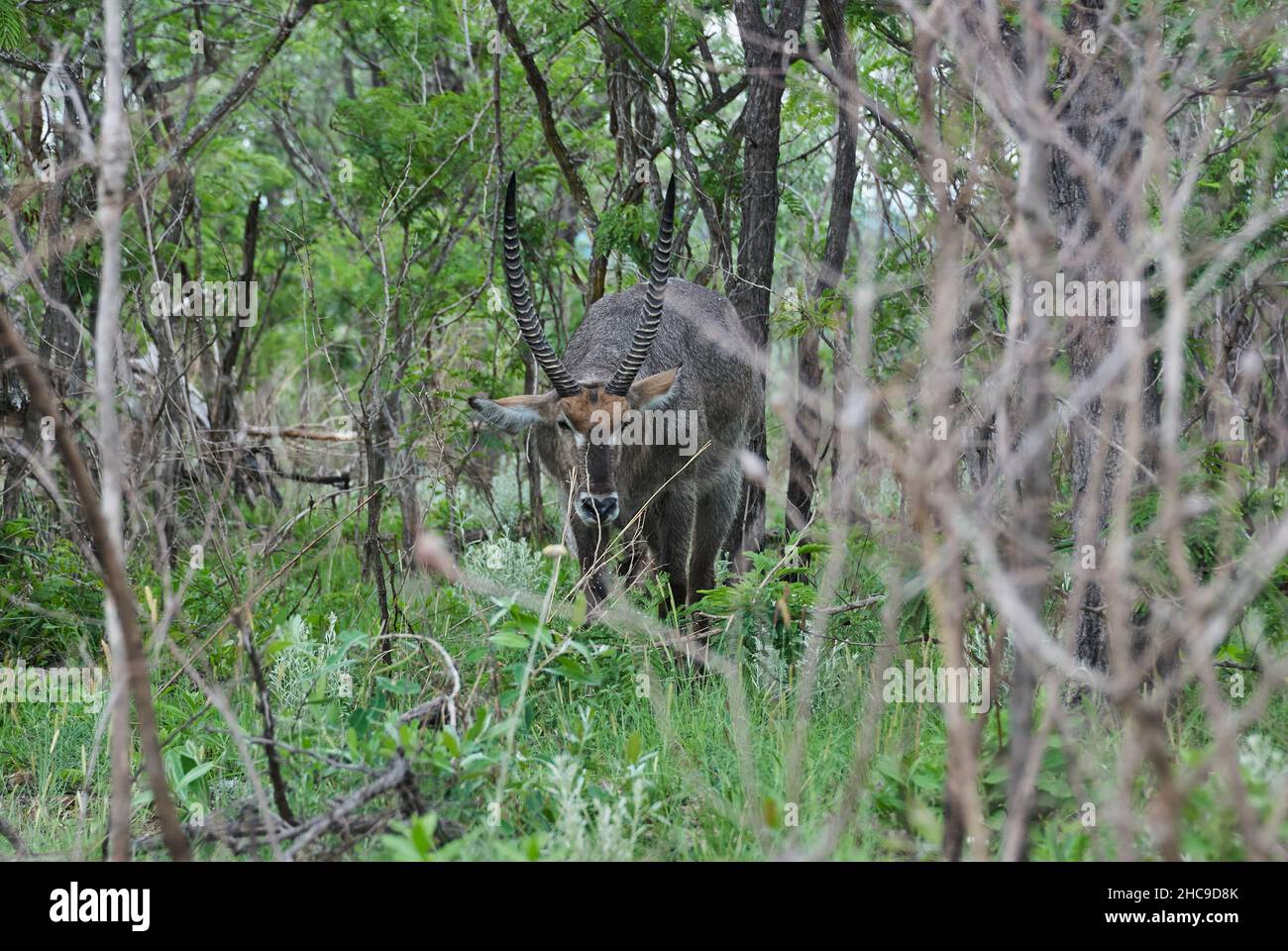 South africa trophy hunting hi-res stock photography and images - Alamy