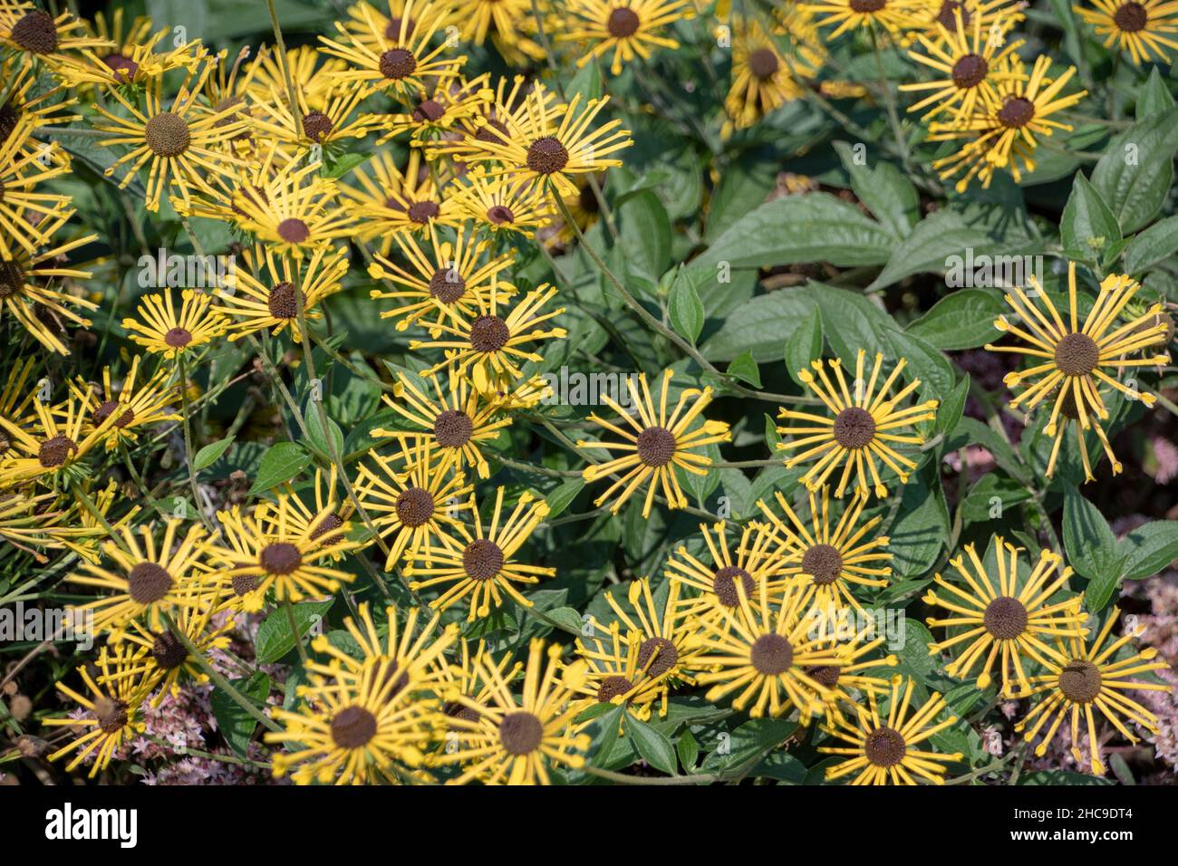 Rudbeckia subtomentosa sweet coneflower growing in Luisenpark Mannheim ...