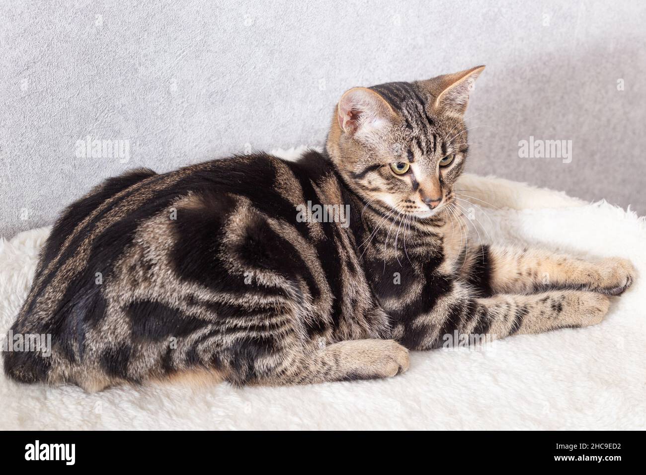 A kitten with black streaks on its fur lies on its couch and follows ...