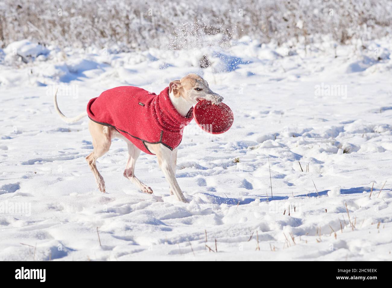 Whippets in a meadow hi-res stock photography and images - Alamy