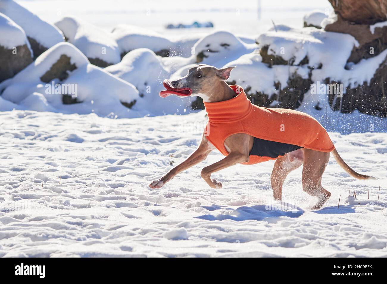 Whippet in a coat hi-res stock photography and images - Alamy