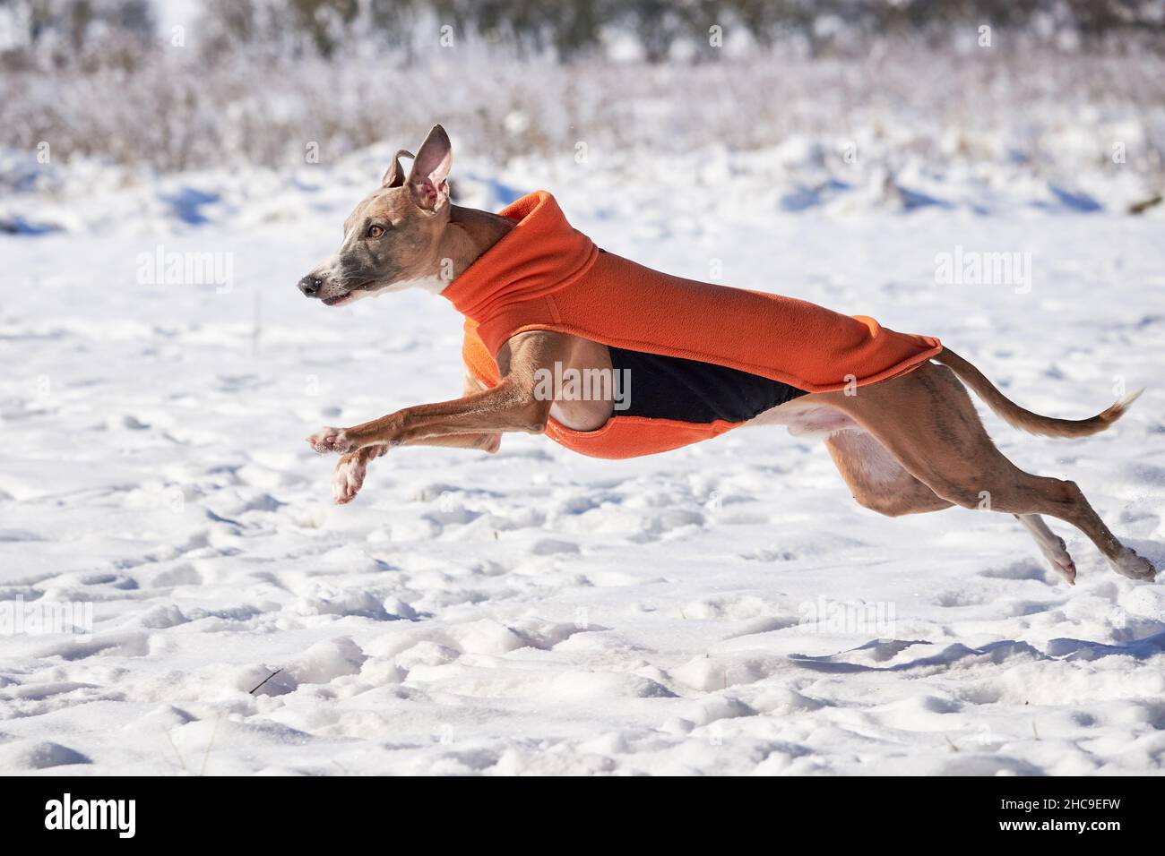 Close up dogs face wearing hi-res stock photography and images - Alamy