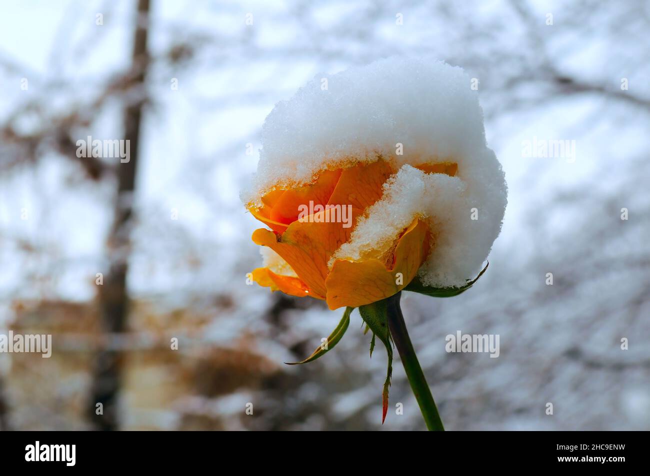Frozen yellow roses hi-res stock photography and images - Alamy