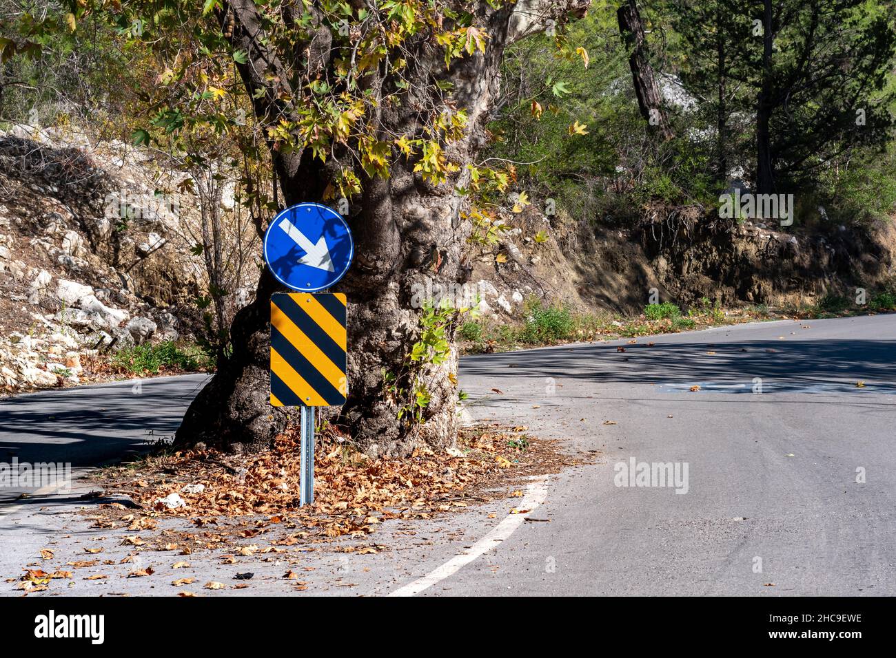 tree in the middle of the road was preserved during the construction of ...