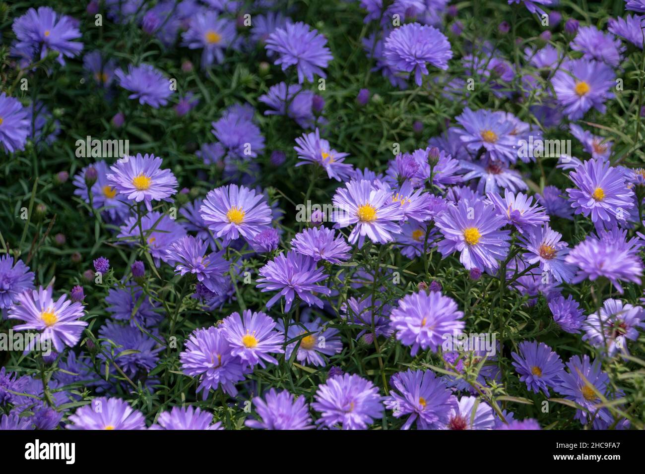 symphyotrichum novi-belgii New York Aster growing in Luisenpark ...