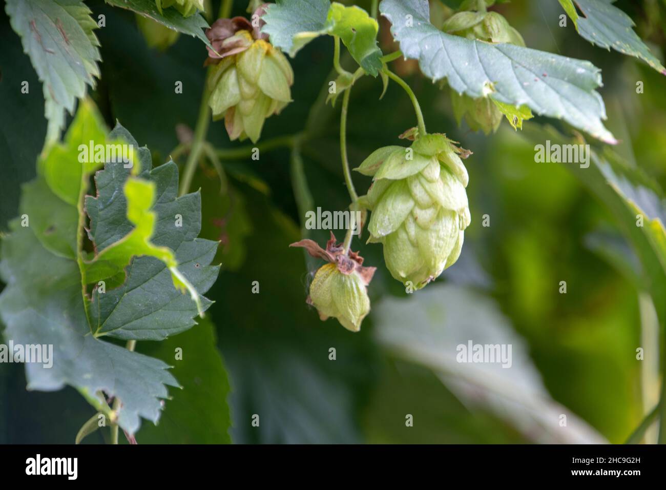 Humulus lupulus common hop growing in Luisenpark Mannheim Baden ...