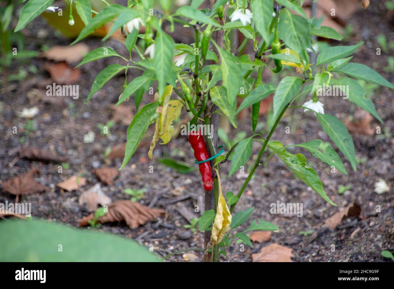 Capsicum annuum cayenne pepper growing in Luisenpark Mannheim Baden ...