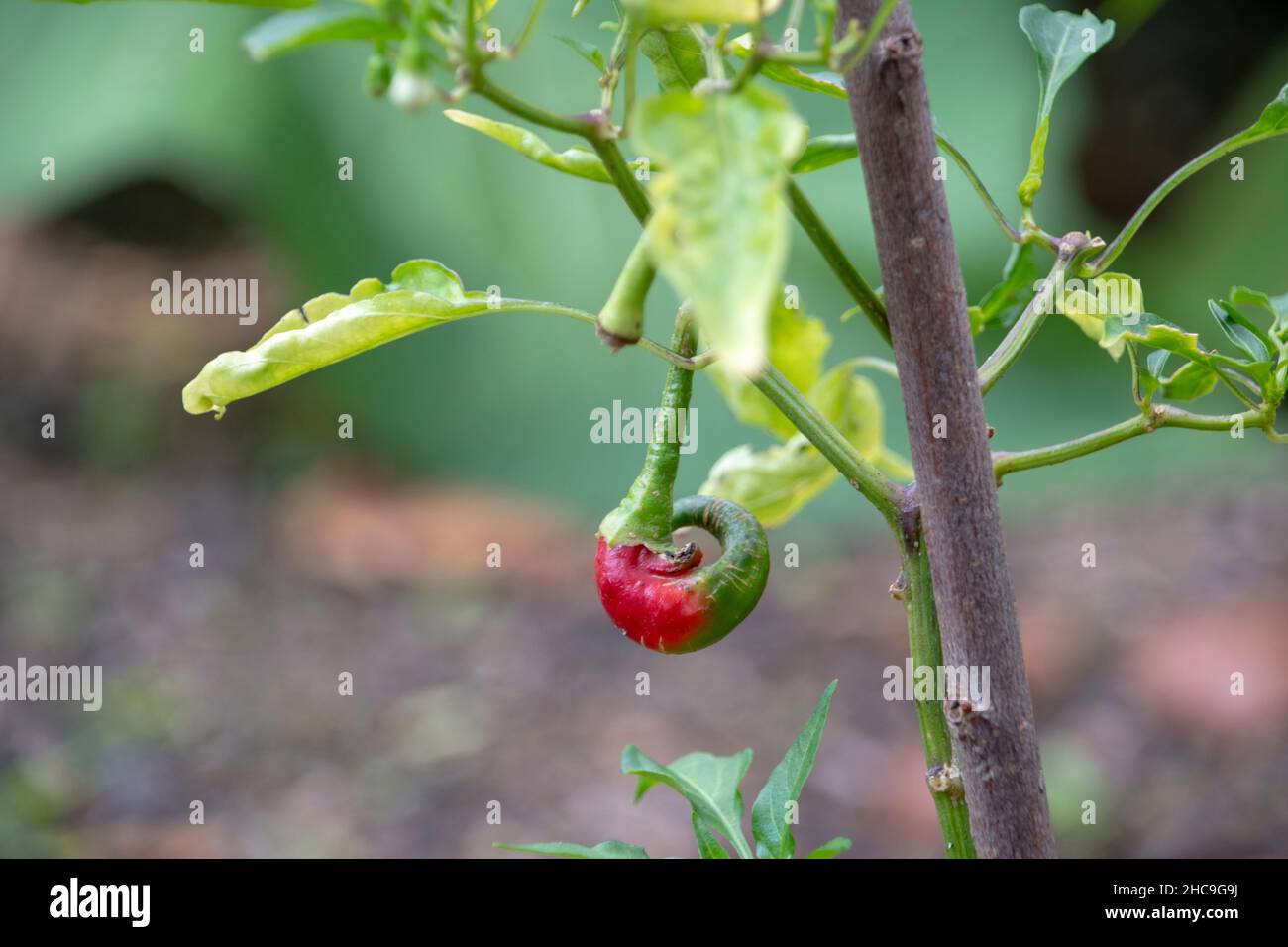 Capsicum annuum cayenne pepper growing in Luisenpark Mannheim Baden ...