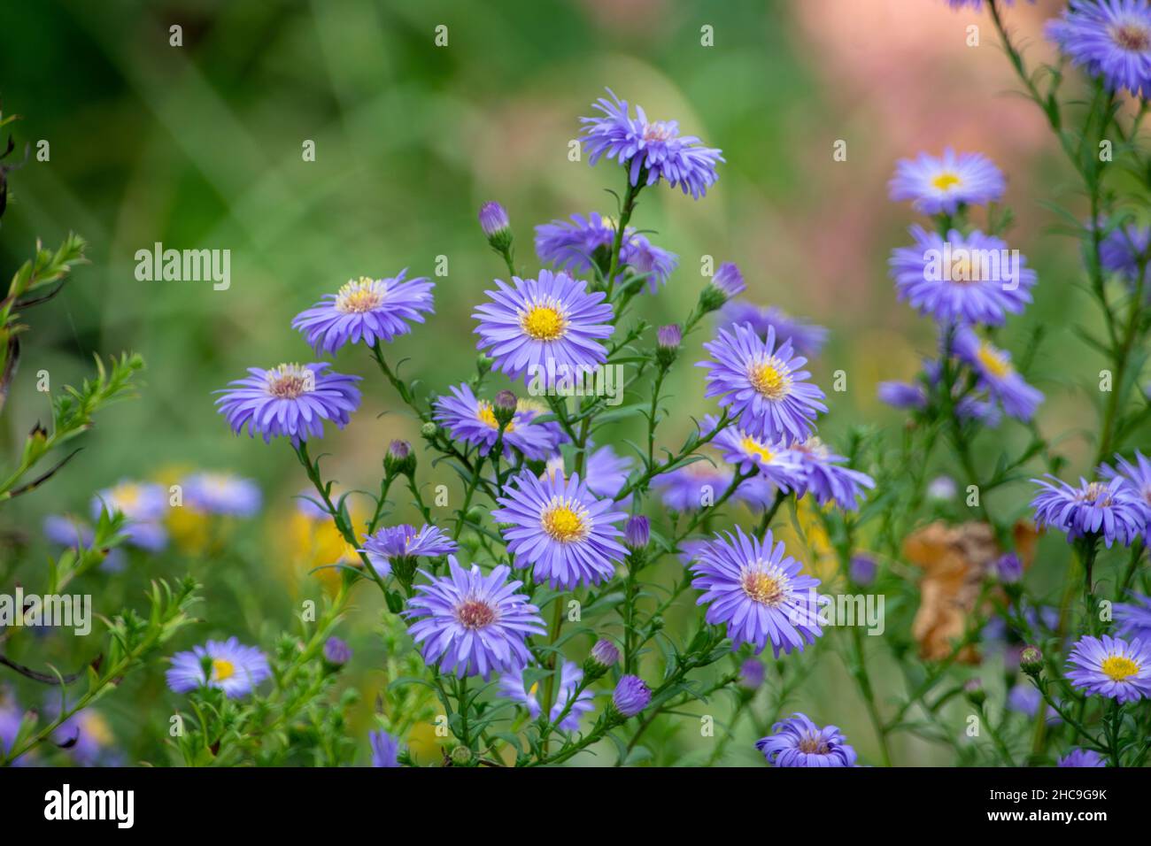 symphyotrichum novi-belgii New York Aster growing in Luisenpark ...