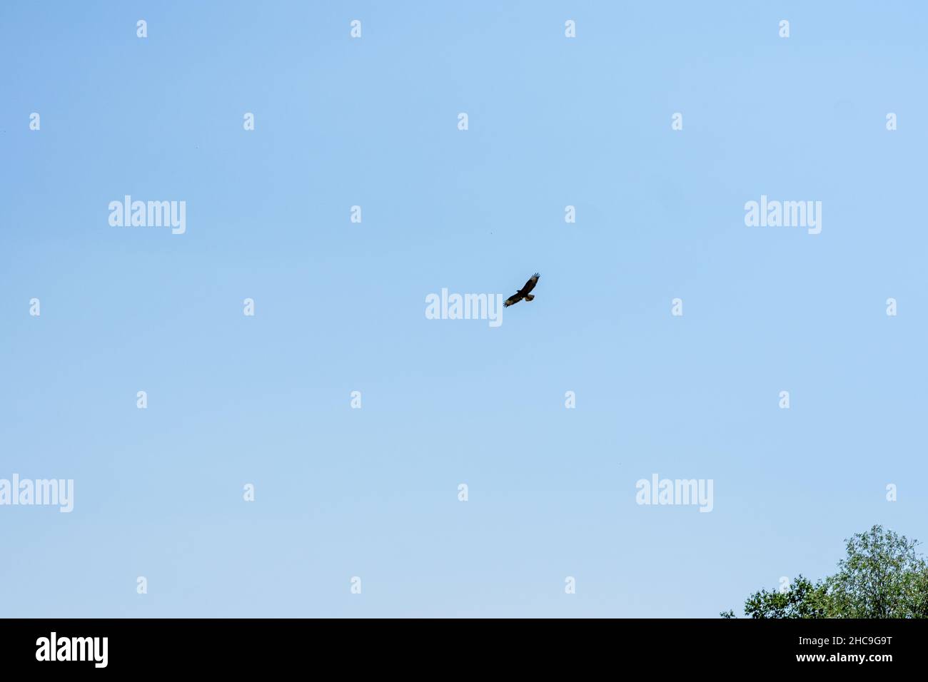 Beautiful view of a bird flying in the sky Stock Photo - Alamy