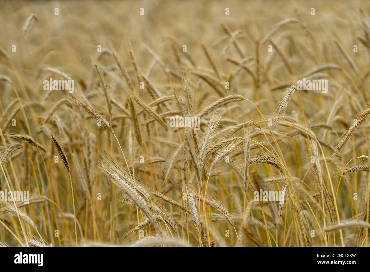 Beautiful view on wheat hi-res stock photography and images - Alamy