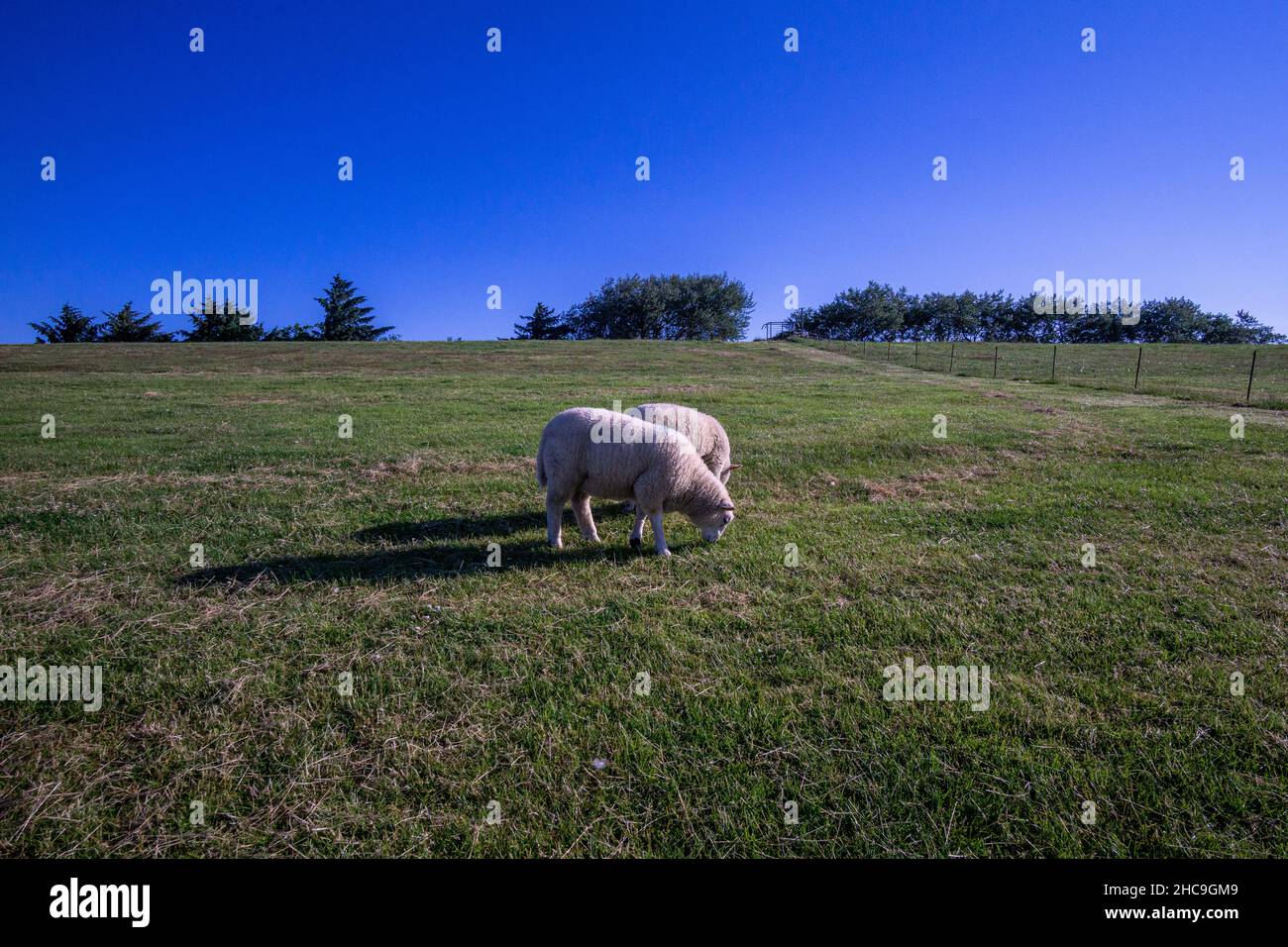 Sheep field background hi-res stock photography and images - Alamy