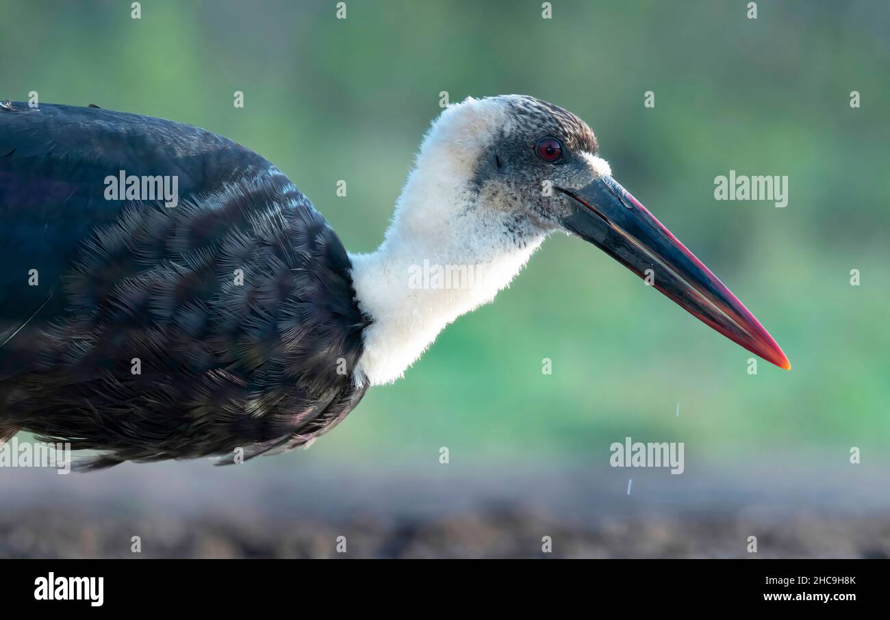 Woolly-necked stork drinking at Tamboti hide Stock Photo - Alamy