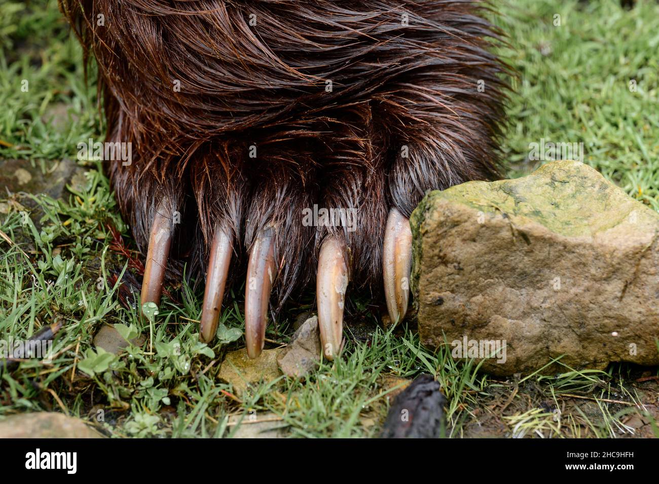 Sleepy brown bear cub hi-res stock photography and images - Alamy