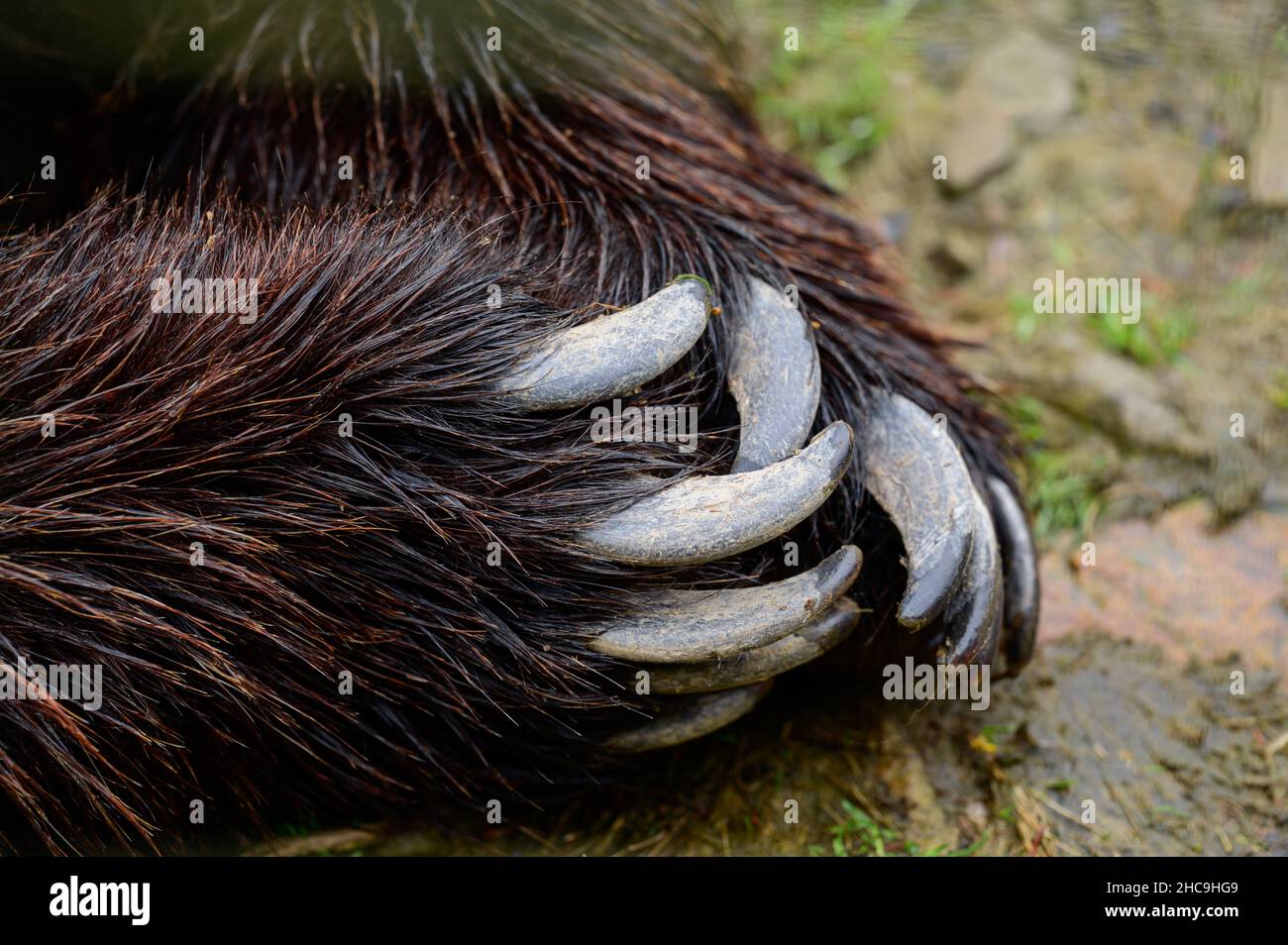 Brown bear paw and claws close up, predator and his weapon Stock Photo ...