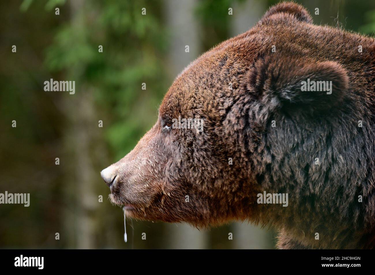 Close-up portrait of a bear, brown bear head, big bear eyes, bear in ...