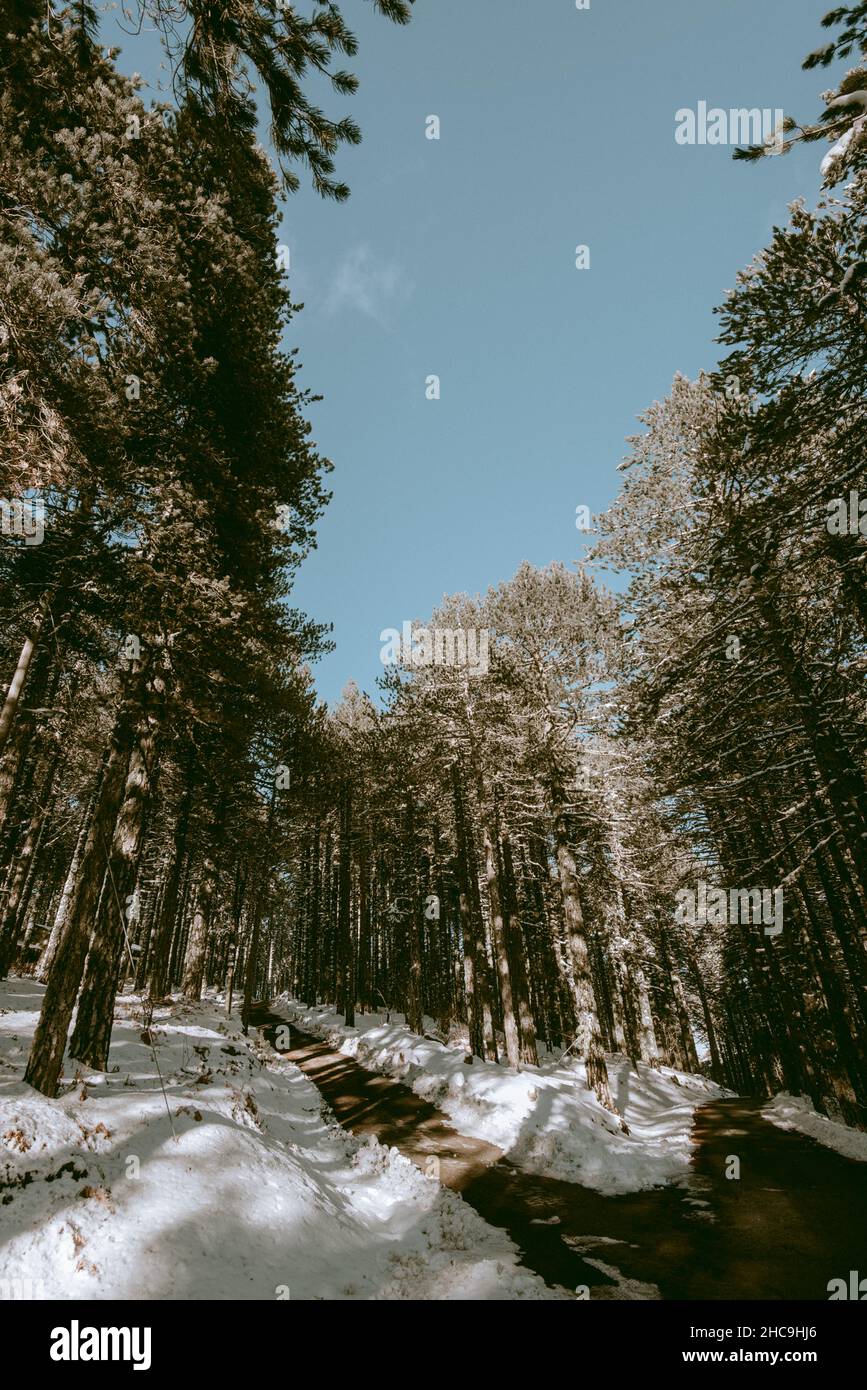 Rural road crossing through a snowy forest in winter Stock Photo - Alamy