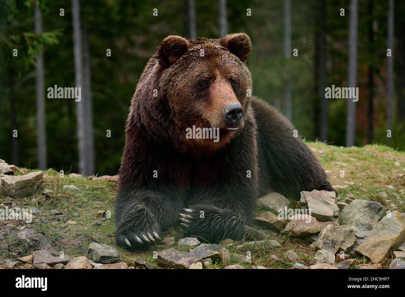 Big brown bear lying, big forest predator close up, big paw and sharp ...