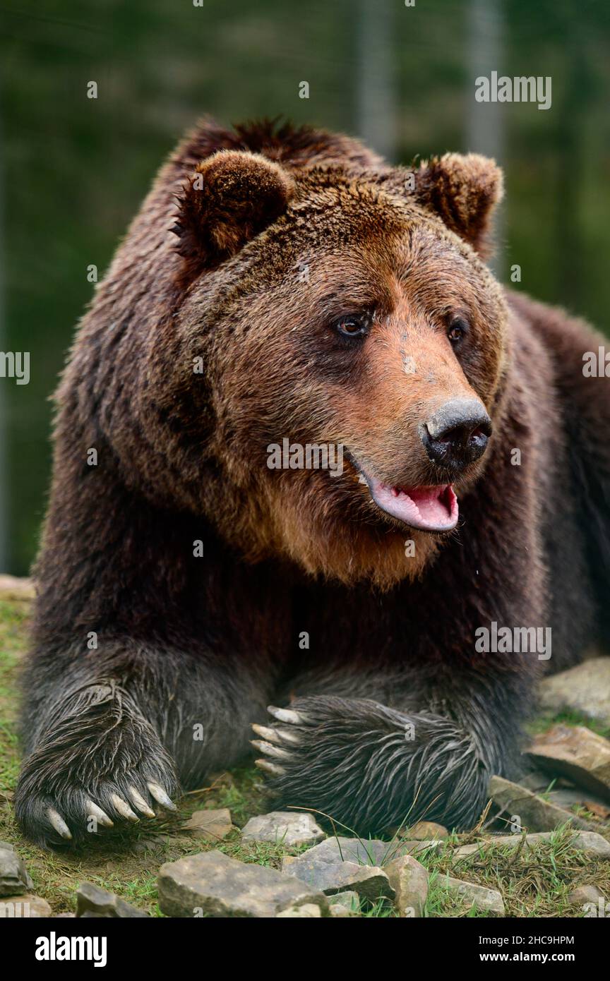 Big brown bear lying, big forest predator close up, big paw and sharp ...