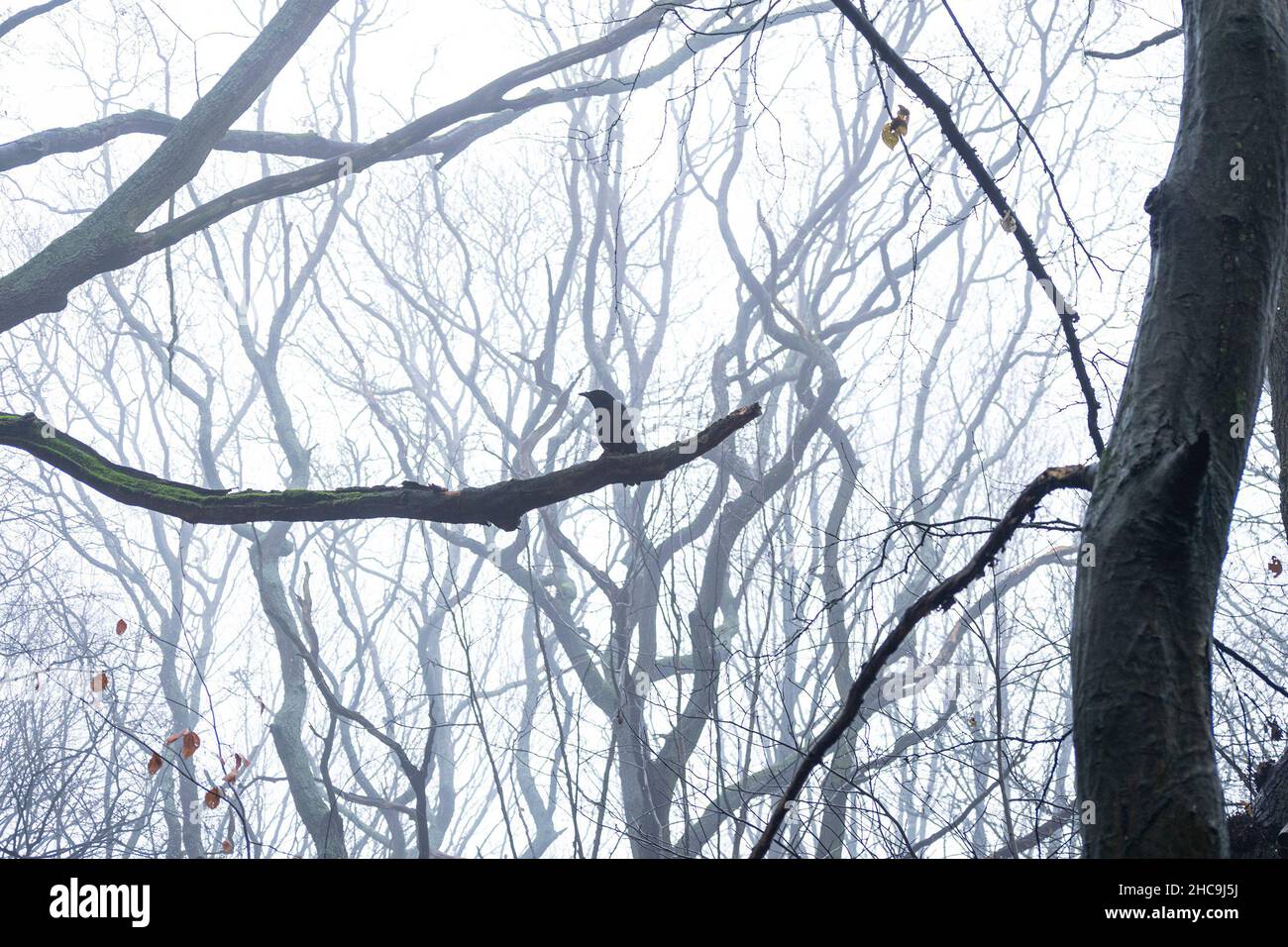 Boxing day 2021 hi-res stock photography and images - Alamy