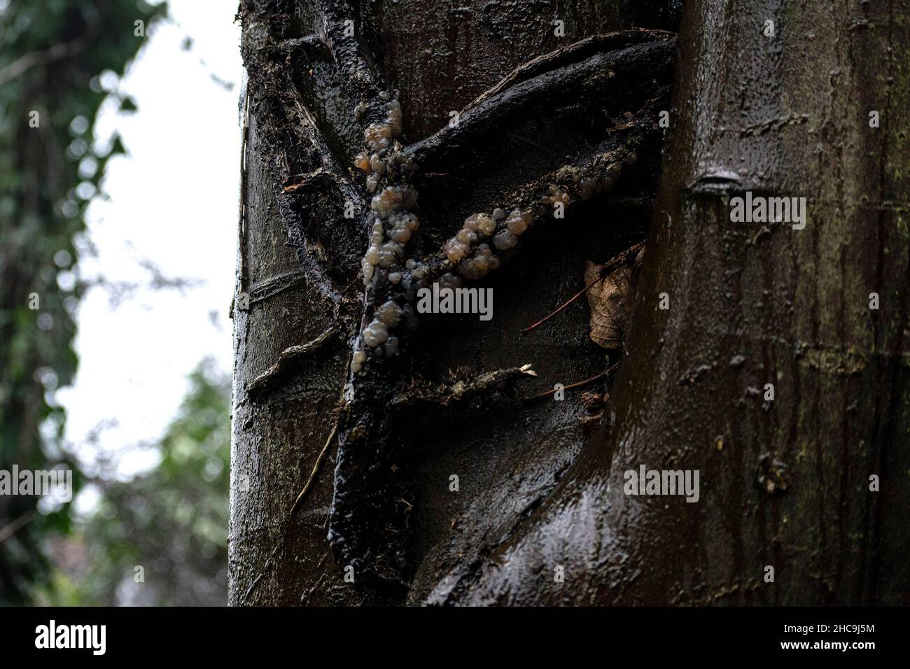 Highgate Wood, Boxing Day 2021 Stock Photo - Alamy Highgate Wood, Boxing Day 2021 Stock Photo - Alamy