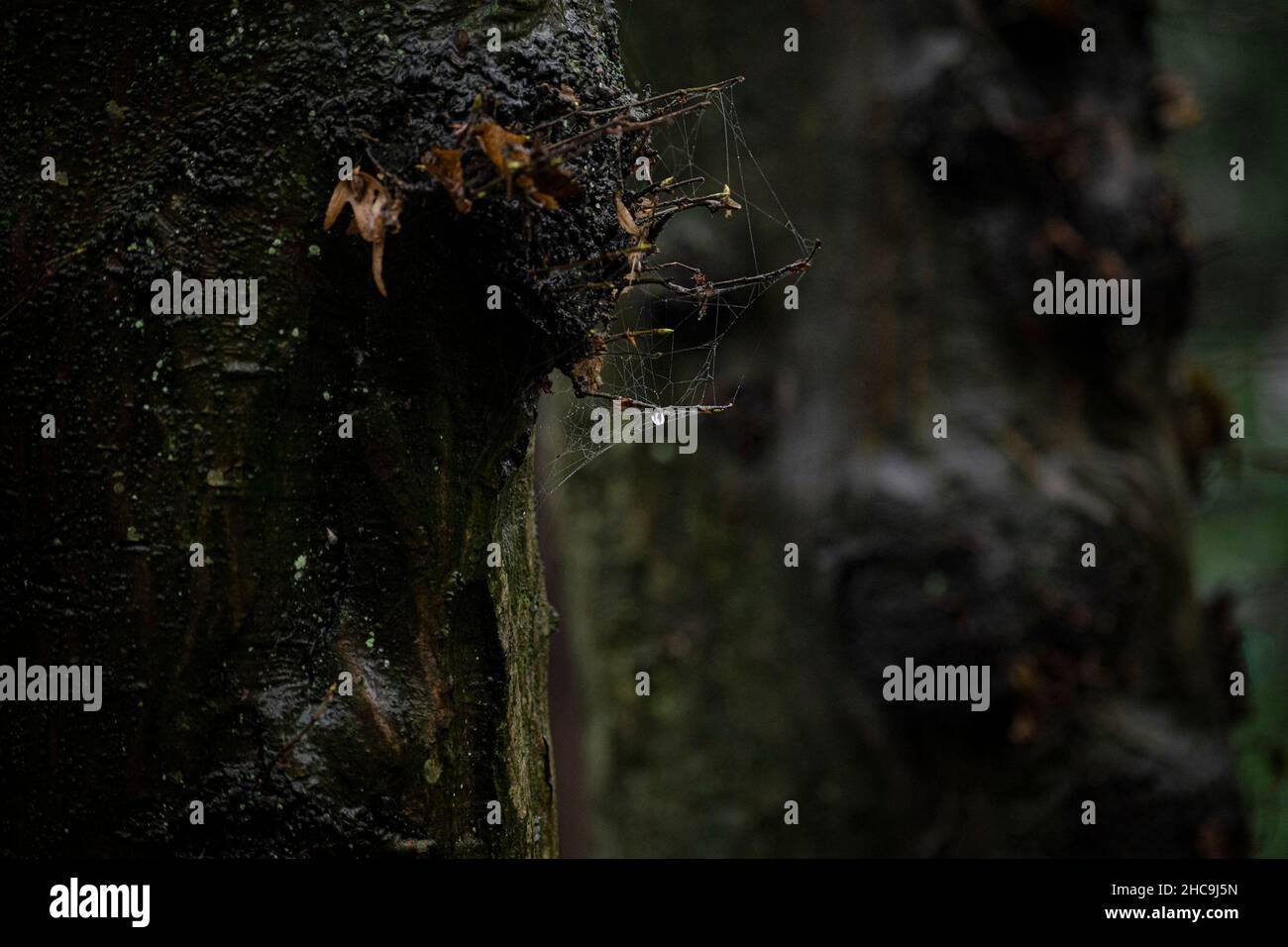 North london wood hi-res stock photography and images - Alamy