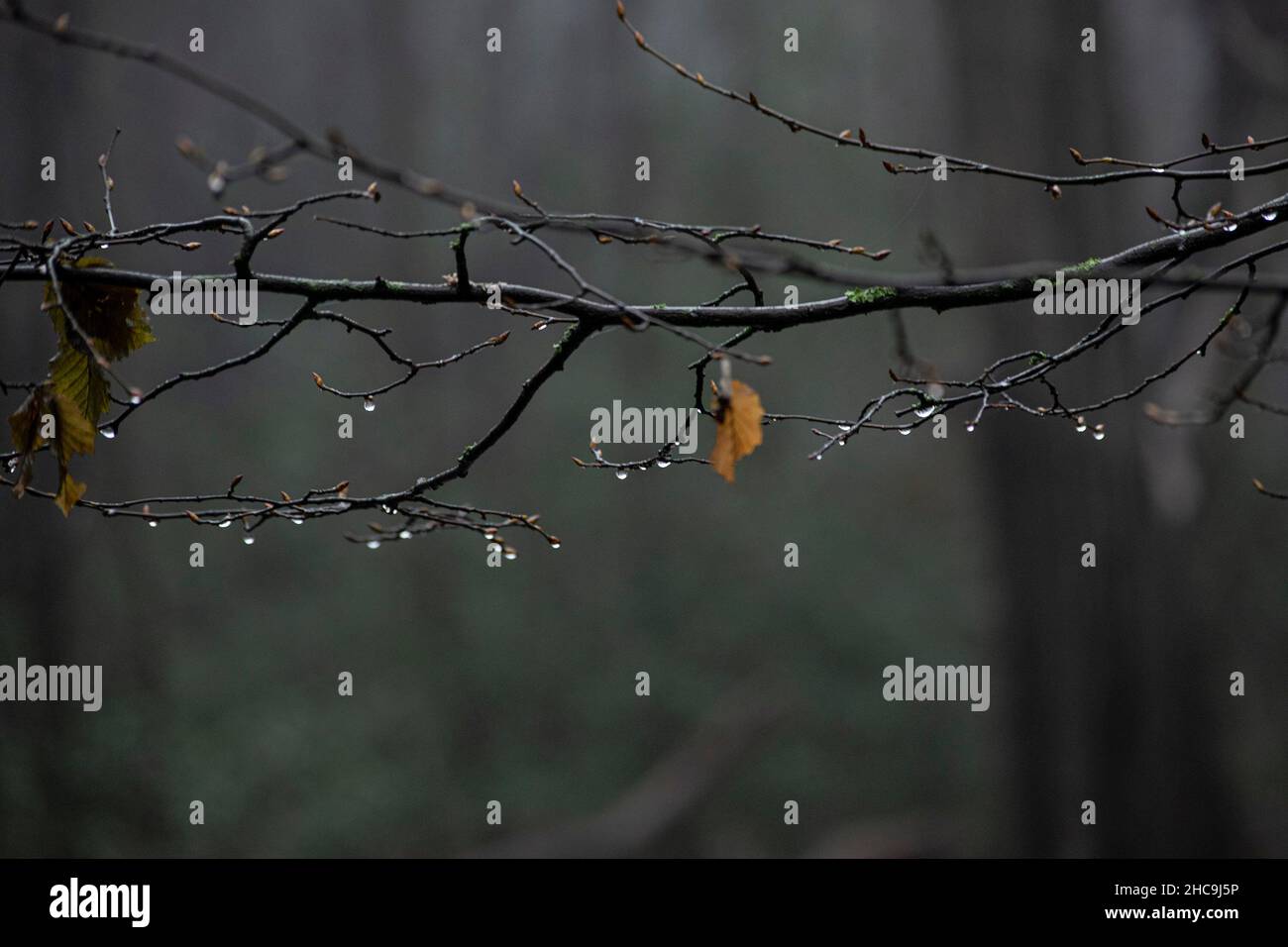 Boxing day 2021 hi-res stock photography and images - Alamy