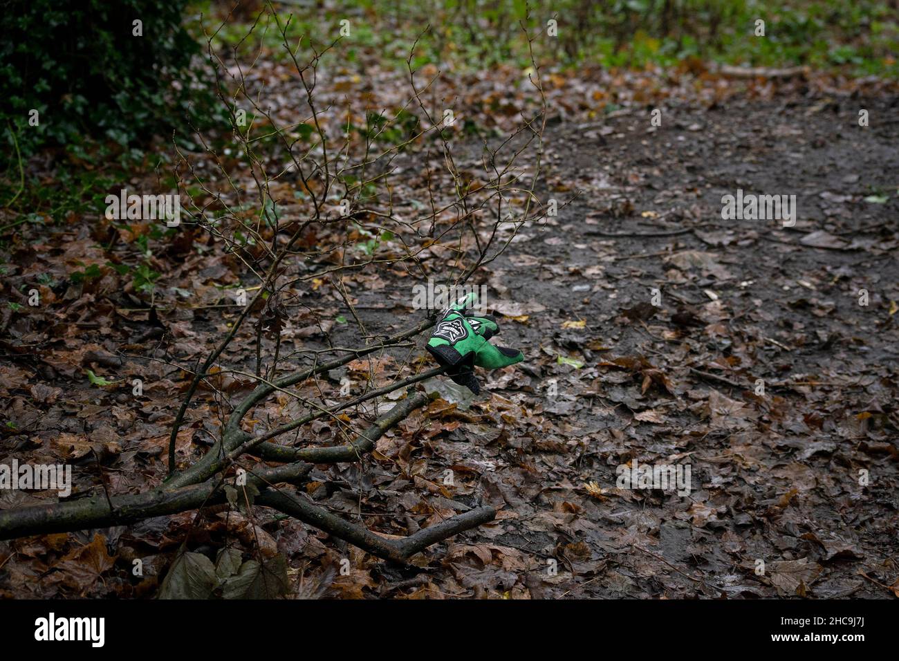 Highgate Wood, Boxing Day 2021 Stock Photo - Alamy