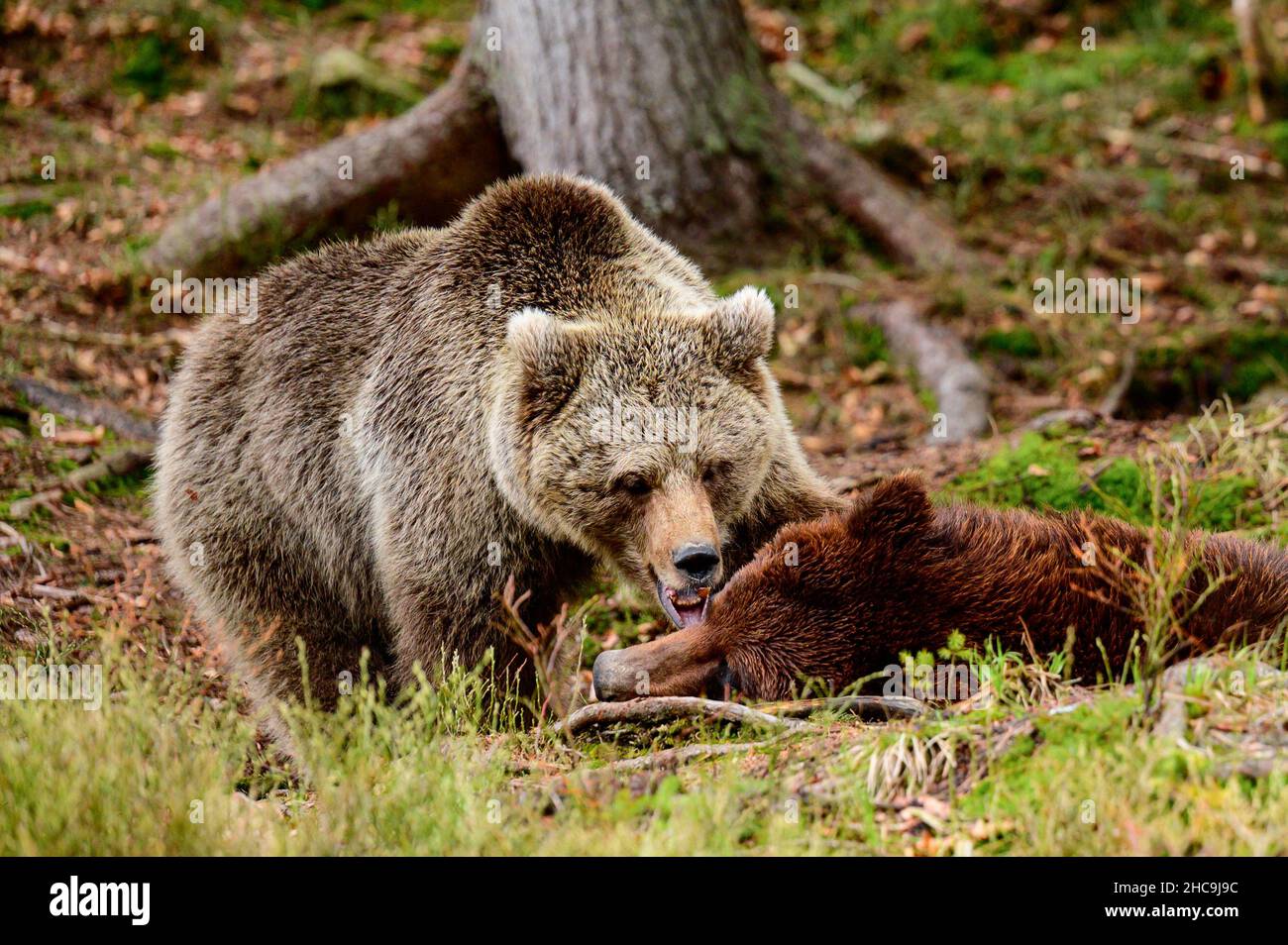 A predatory bear that goes into hibernation, early spring and brown ...