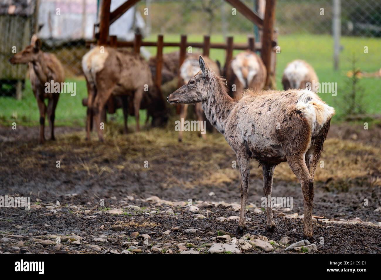 Little deer eat hay, a group of deer in a zoo, a zoo in Ukraine Stock ...
