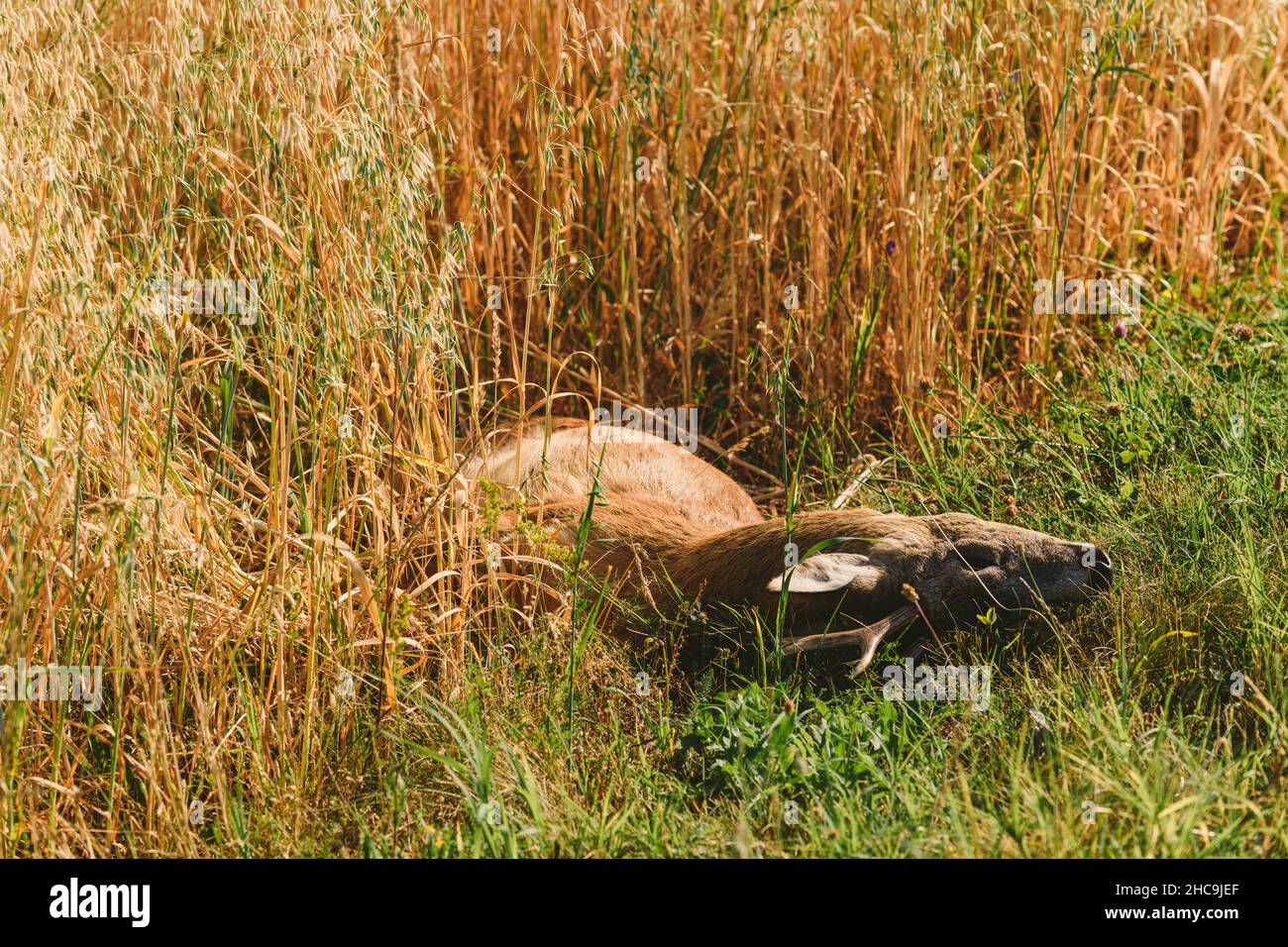 Carcass of a dead roe deer in field in summer morning Stock Photo - Alamy