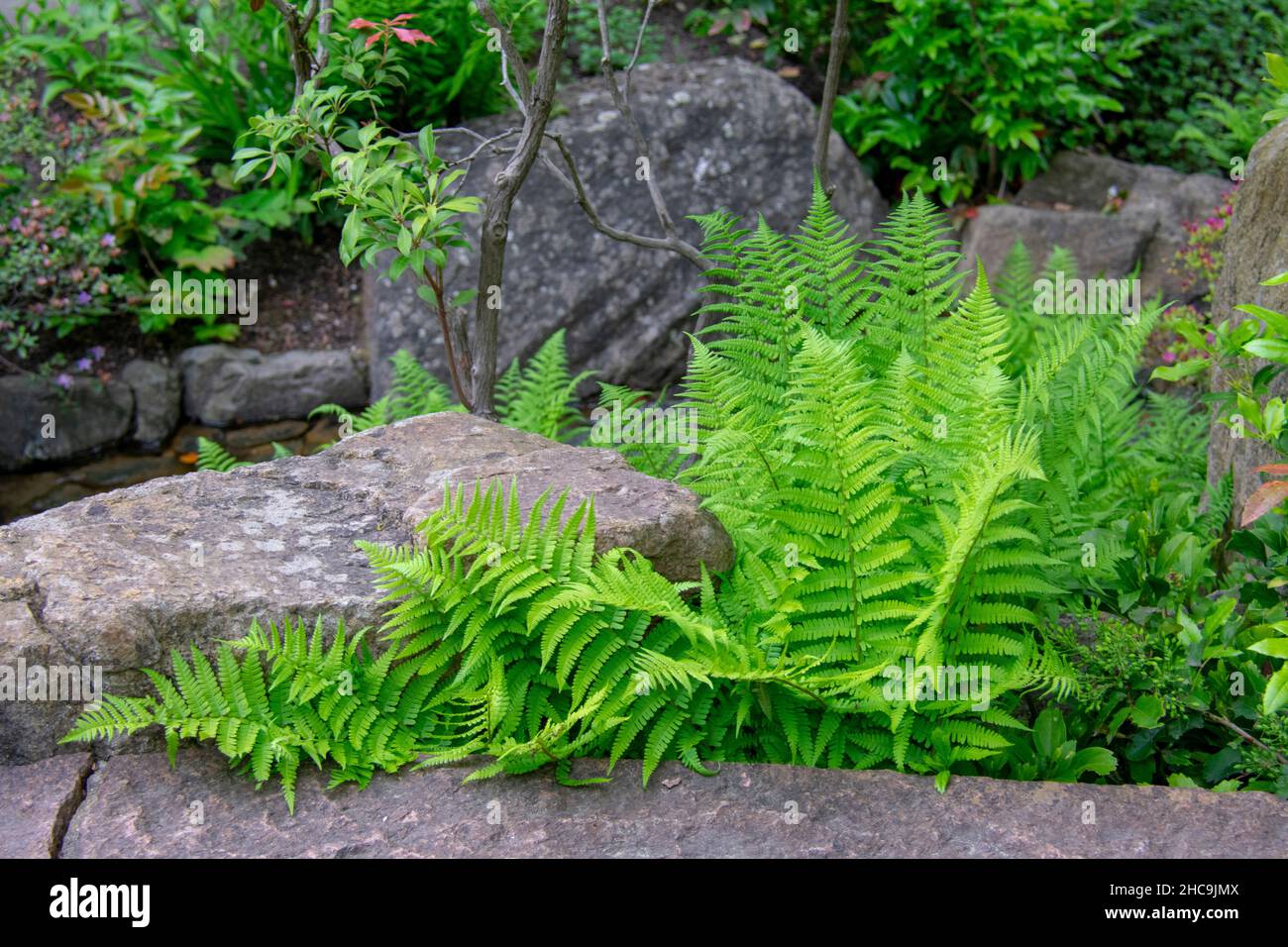 Landscape of dryopteris log fern at Garten der Welt Marzahn Berlin ...