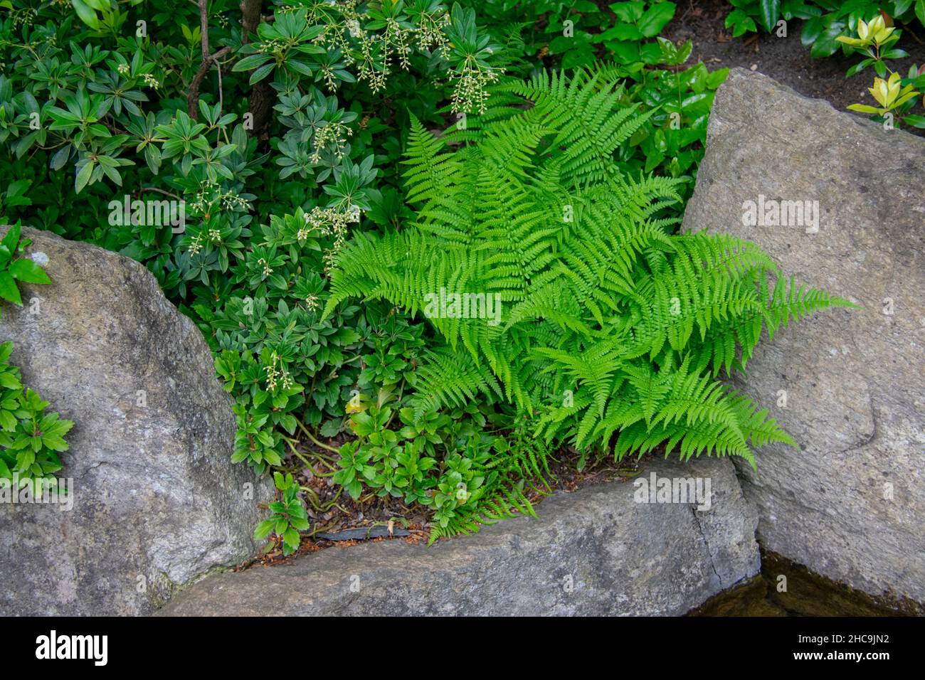 Landscape of dryopteris log fern at Garten der Welt Marzahn Berlin ...