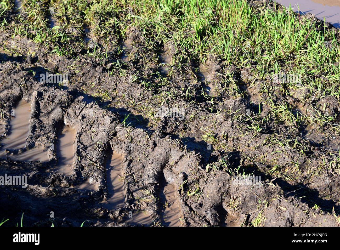 Dirt road after rain in the field. Puddles in a rut on the green grass ...