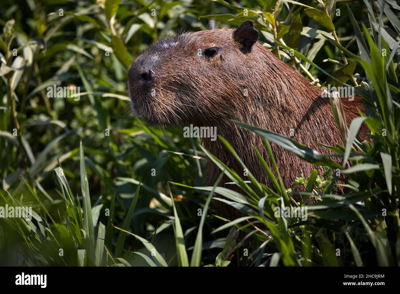 Selective focus shot of a capybara in plants in Pantanal, Brasil Stock ...