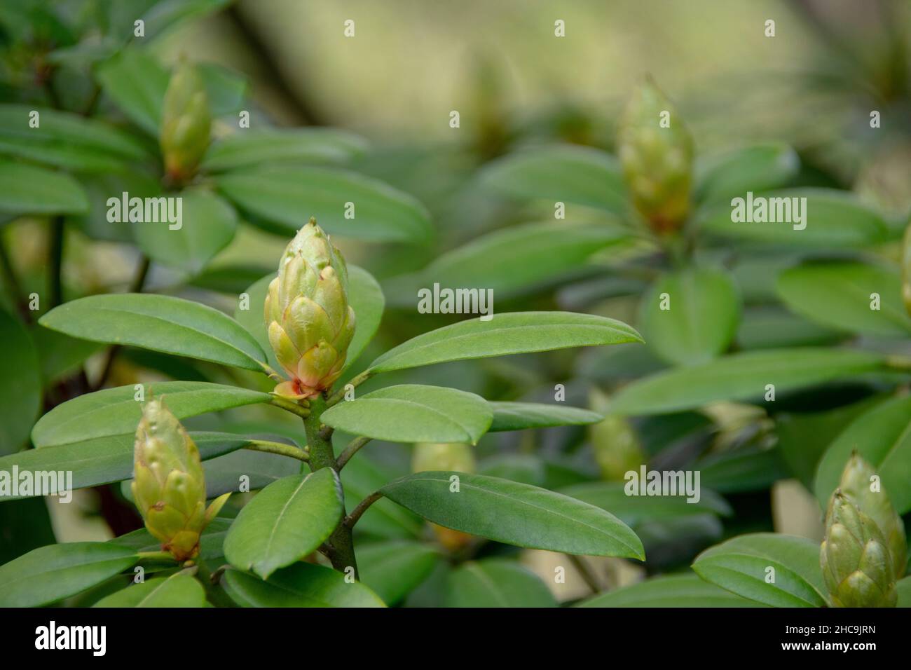 Landscape of Rhododendron maximum great laurel in Garten der Welt ...