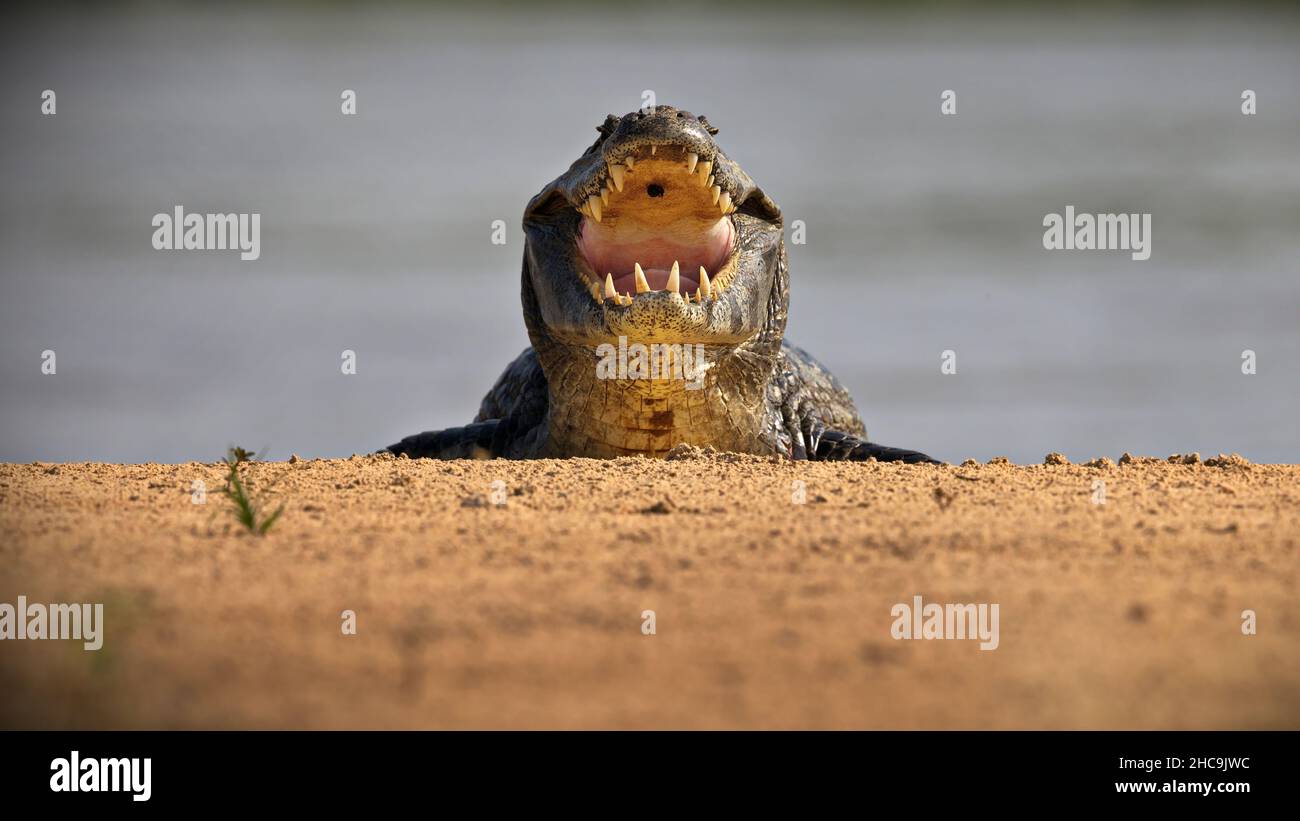Fauna pantanal hi-res stock photography and images - Alamy