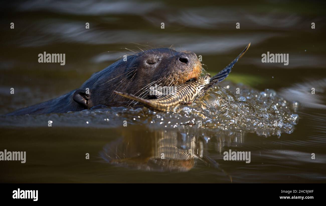Otter hunting a fish in a river in Pantanal, Brazil during daylight ...
