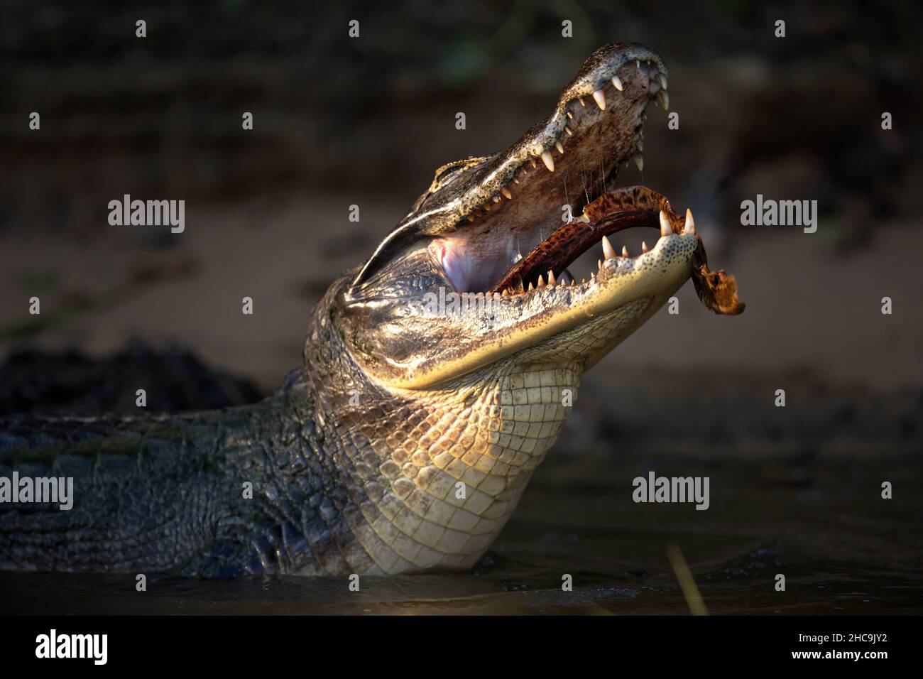 Closeup of an alligator devouring fish in a pond in Pantanal, Brazil ...