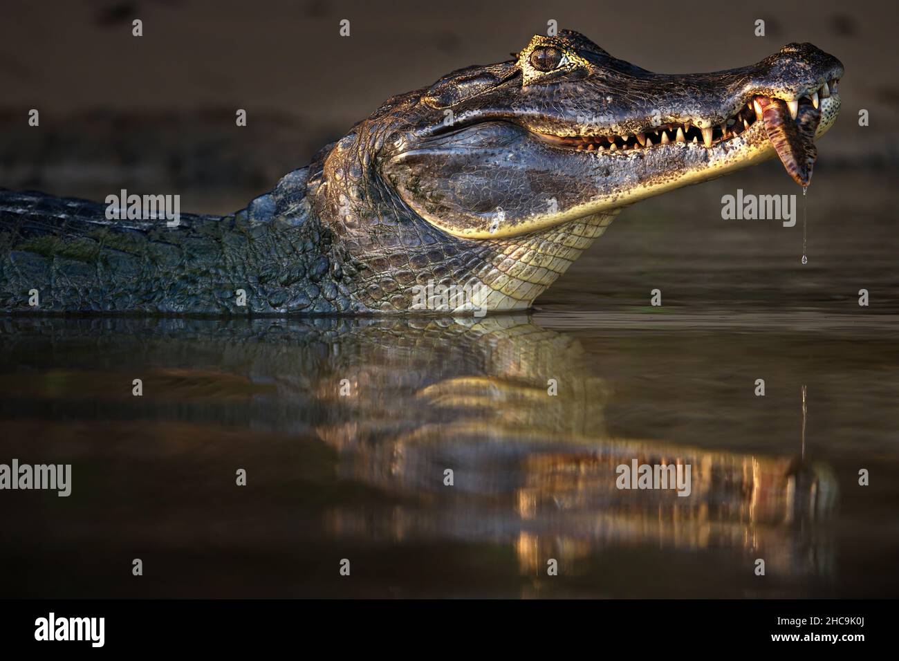 Close-up shot of a black caiman's head while eating the last piece of ...