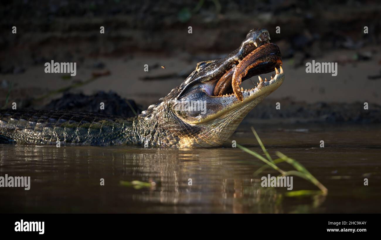 Closeup of an alligator devouring fish in a pond in Pantanal, Brazil ...