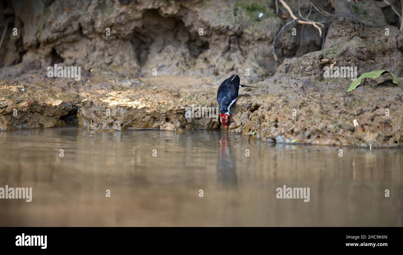 Cardinal pond hi-res stock photography and images - Alamy