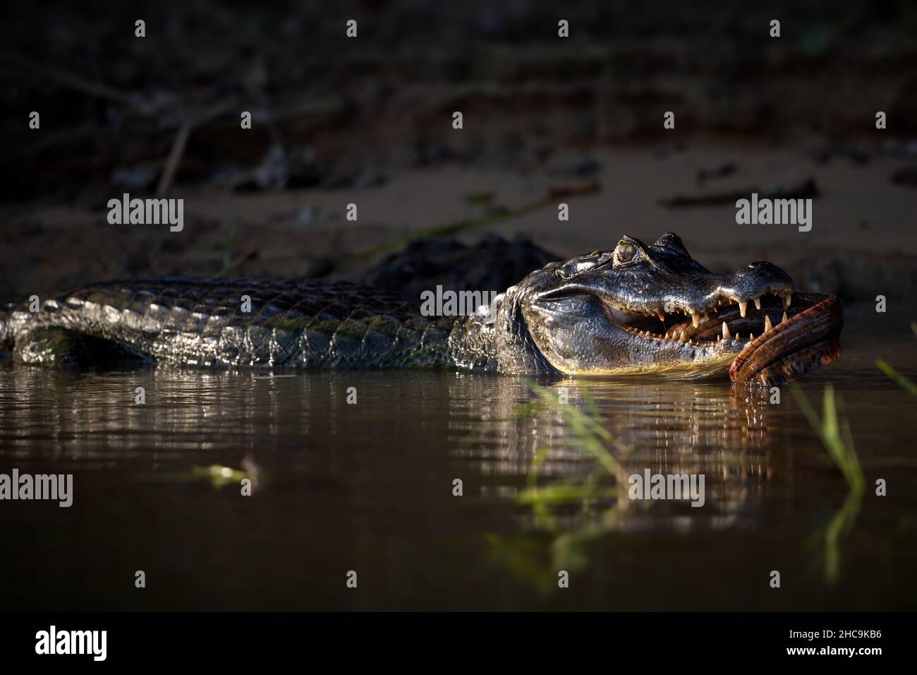 Black caiman habitat hi-res stock photography and images - Alamy