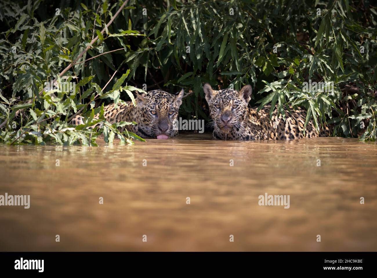 Two leopards in water in Pantanal, Brasil Stock Photo - Alamy