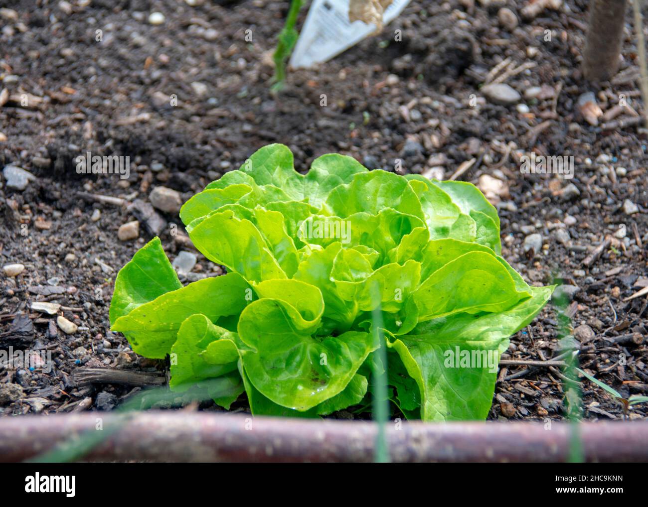Lettuce growing in vegetable garden in English Garden in Garten der ...