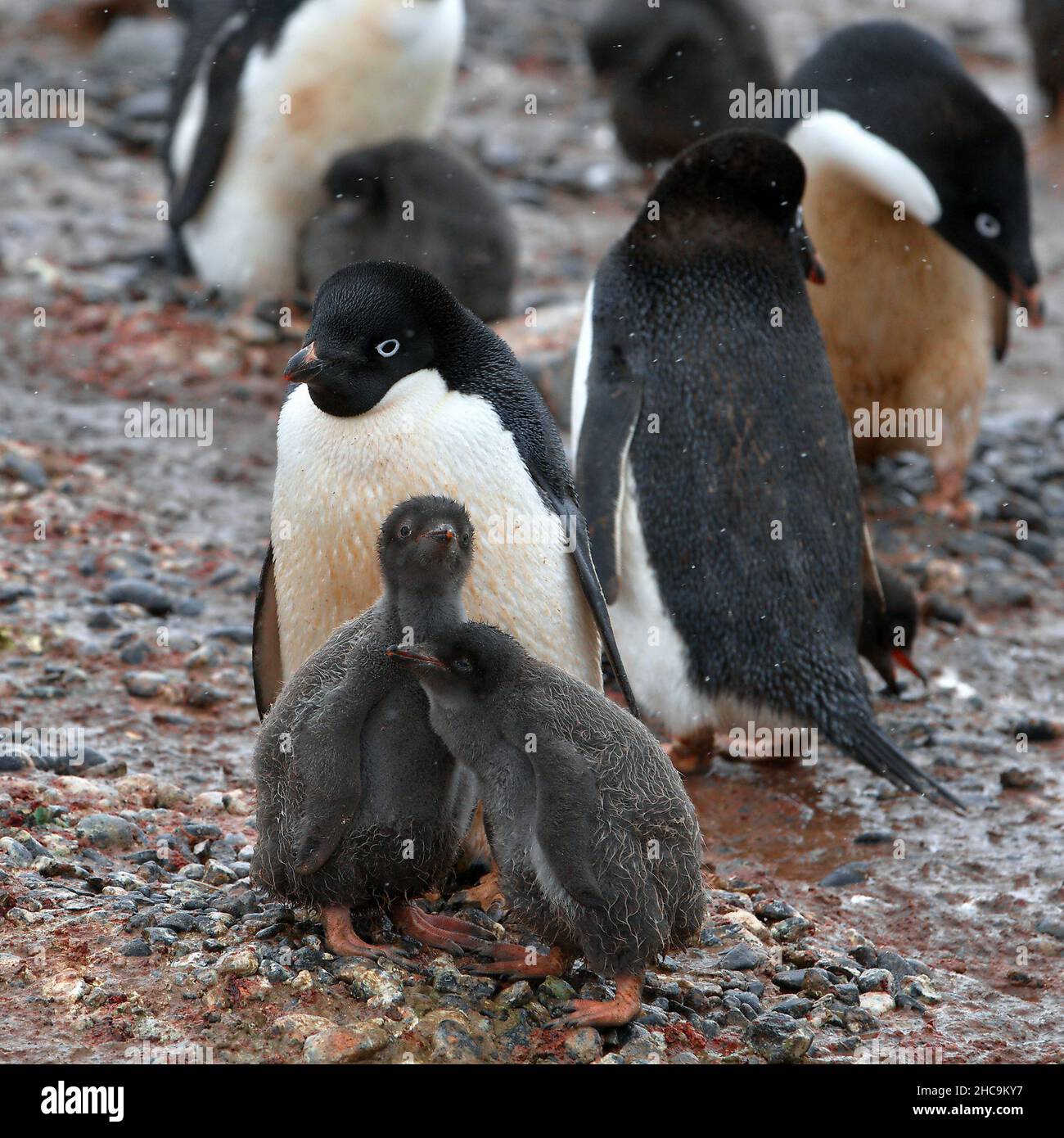 Vertical shot penguins standing hi-res stock photography and images - Alamy