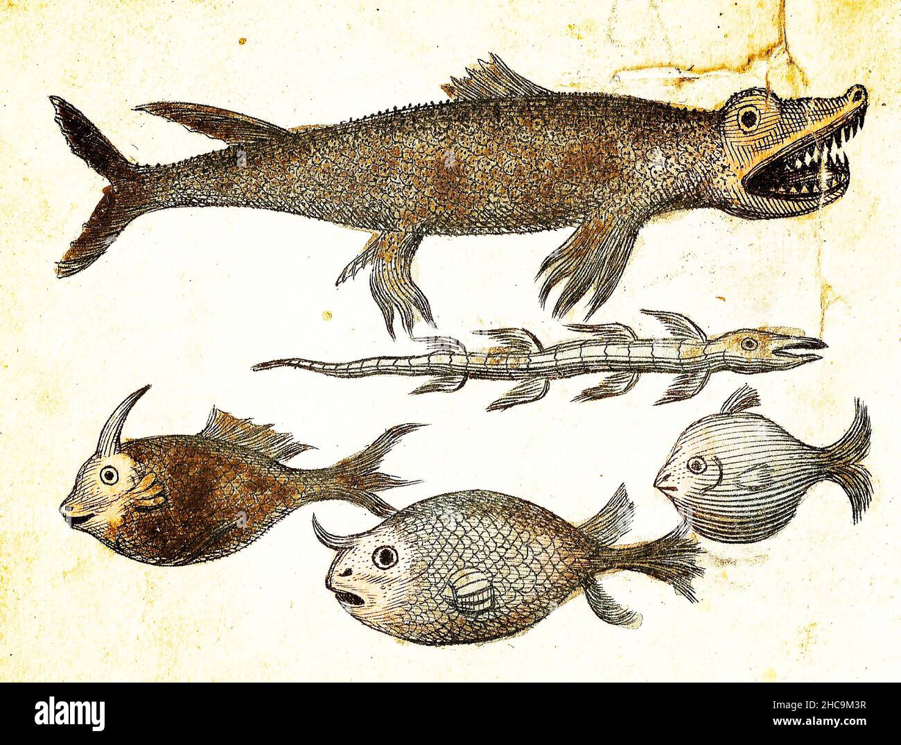 DOGFISH, UNICORN FISH, URCHIN, PIPPA and PUFFER - 1840 Vintage Engraved ...