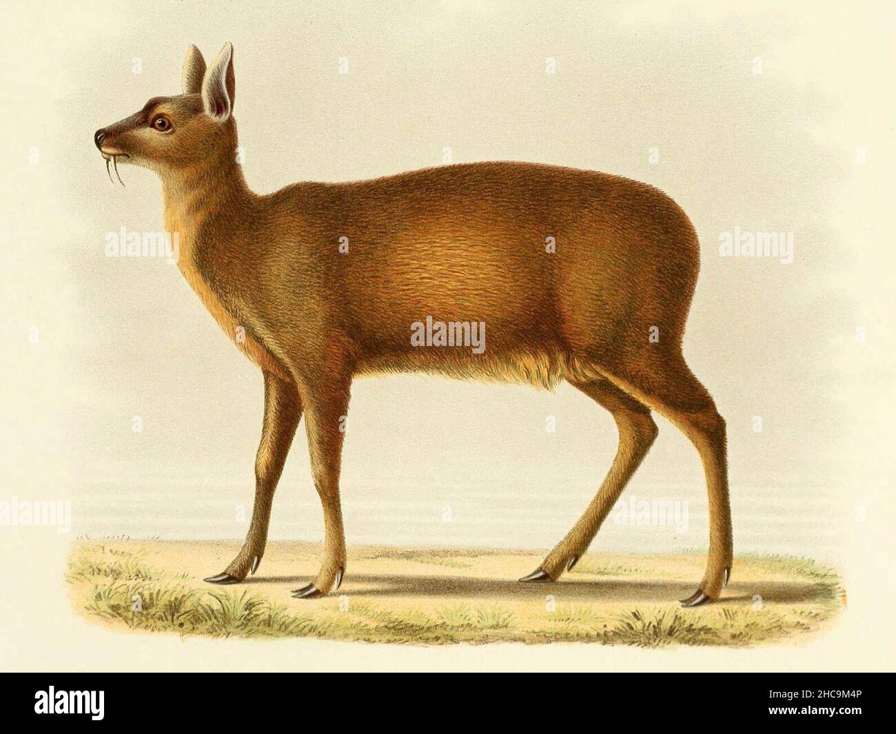 Alpine Musk Deer (Moschus chrysogaster Stock Photo - Alamy
