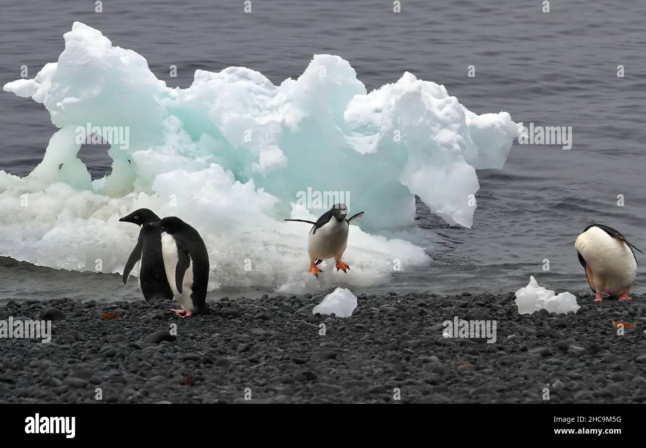 Cute penguins in the snowy Antarctica Continent Stock Photo - Alamy