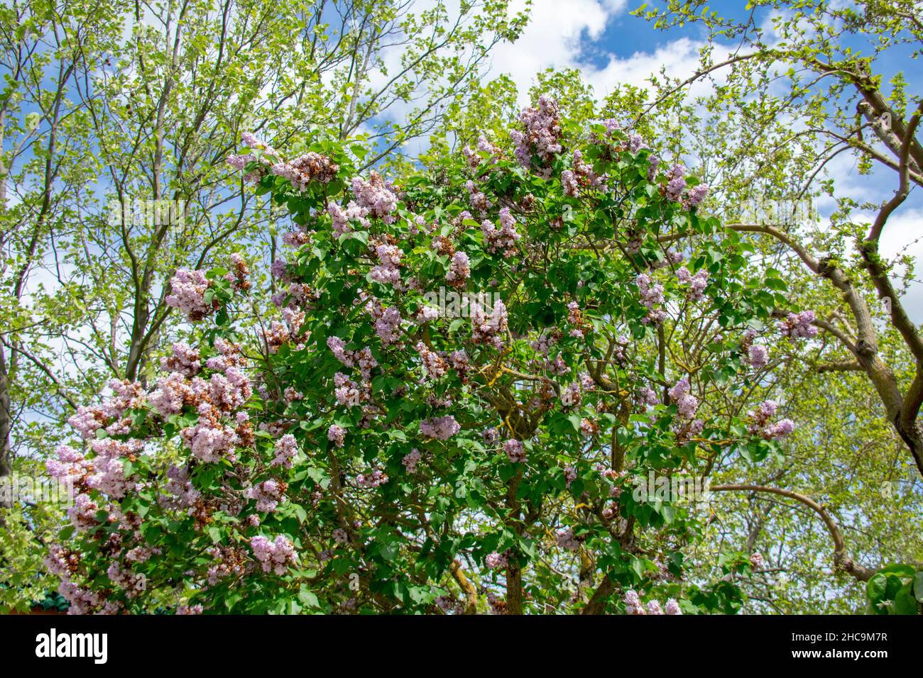 Landscape of Syringa vulgaris common lilac at Garten der Welt Marzahn ...